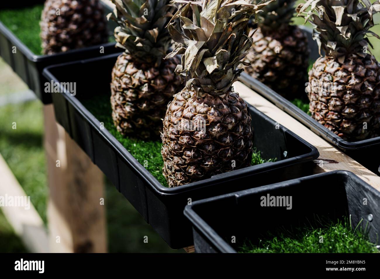 Pineapple plant grow in pot Stock Photo - Alamy