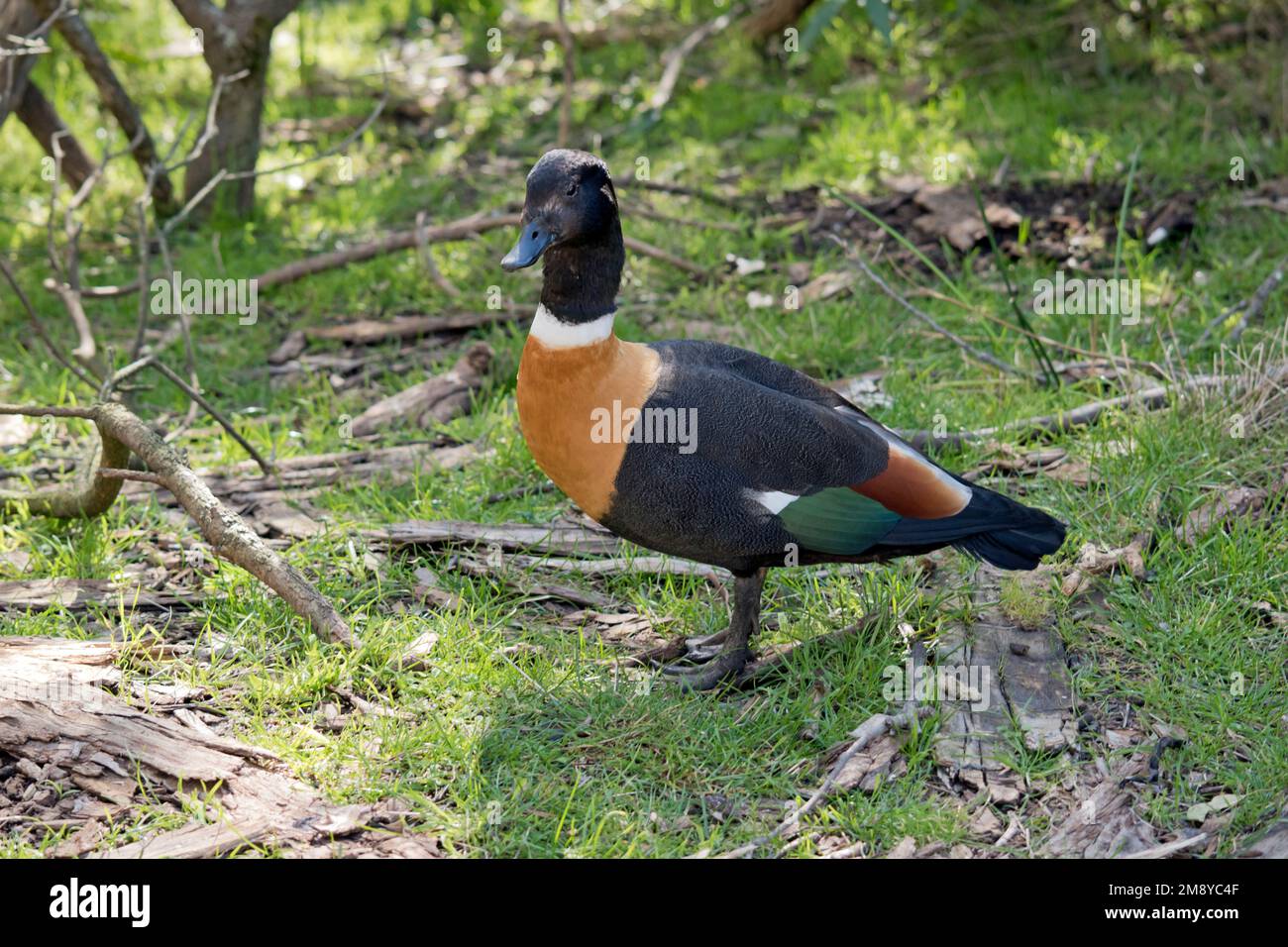 the Australian Shelduck has a black head and tail area with a cinnamon ...