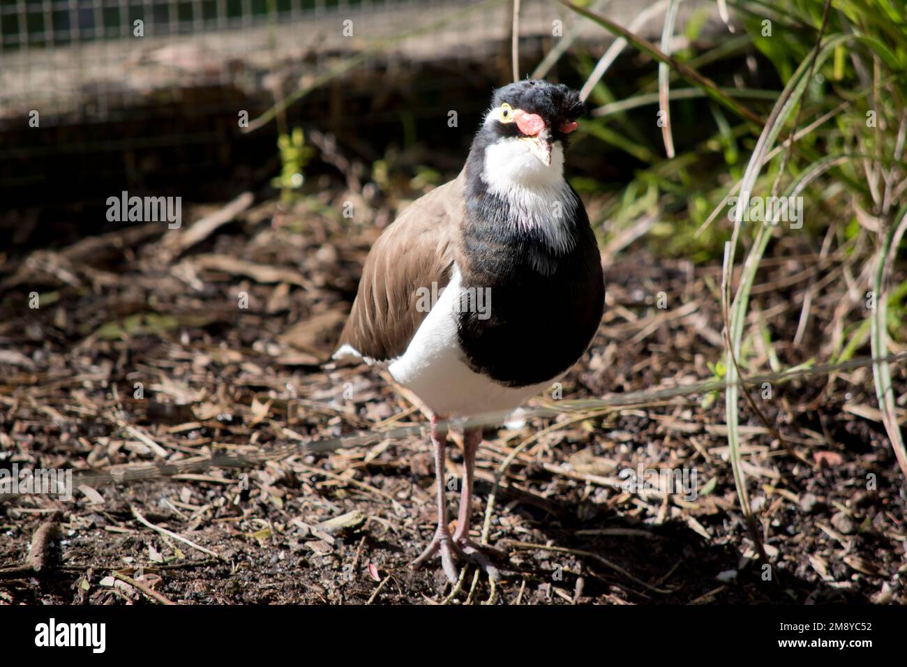 the banded lapwing is black brown and white with two red lore wattle ...
