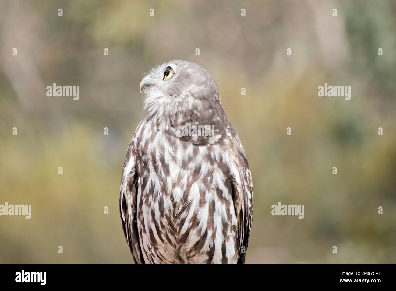 The barking owl, also known as the winking owl, is a nocturnal bird ...