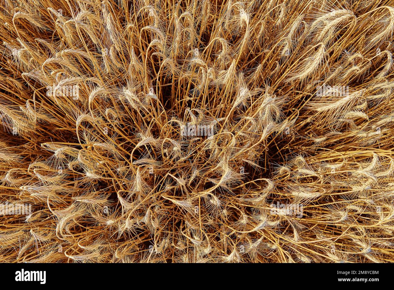 Rye field background. Close up of rye ears. Harvesting period Stock ...