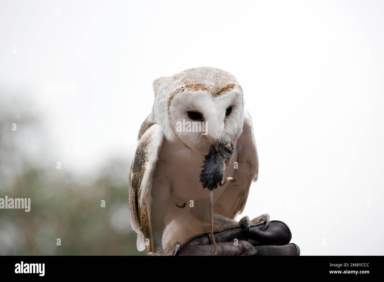 the barn old owl is eating a black mouse Stock Photo - Alamy