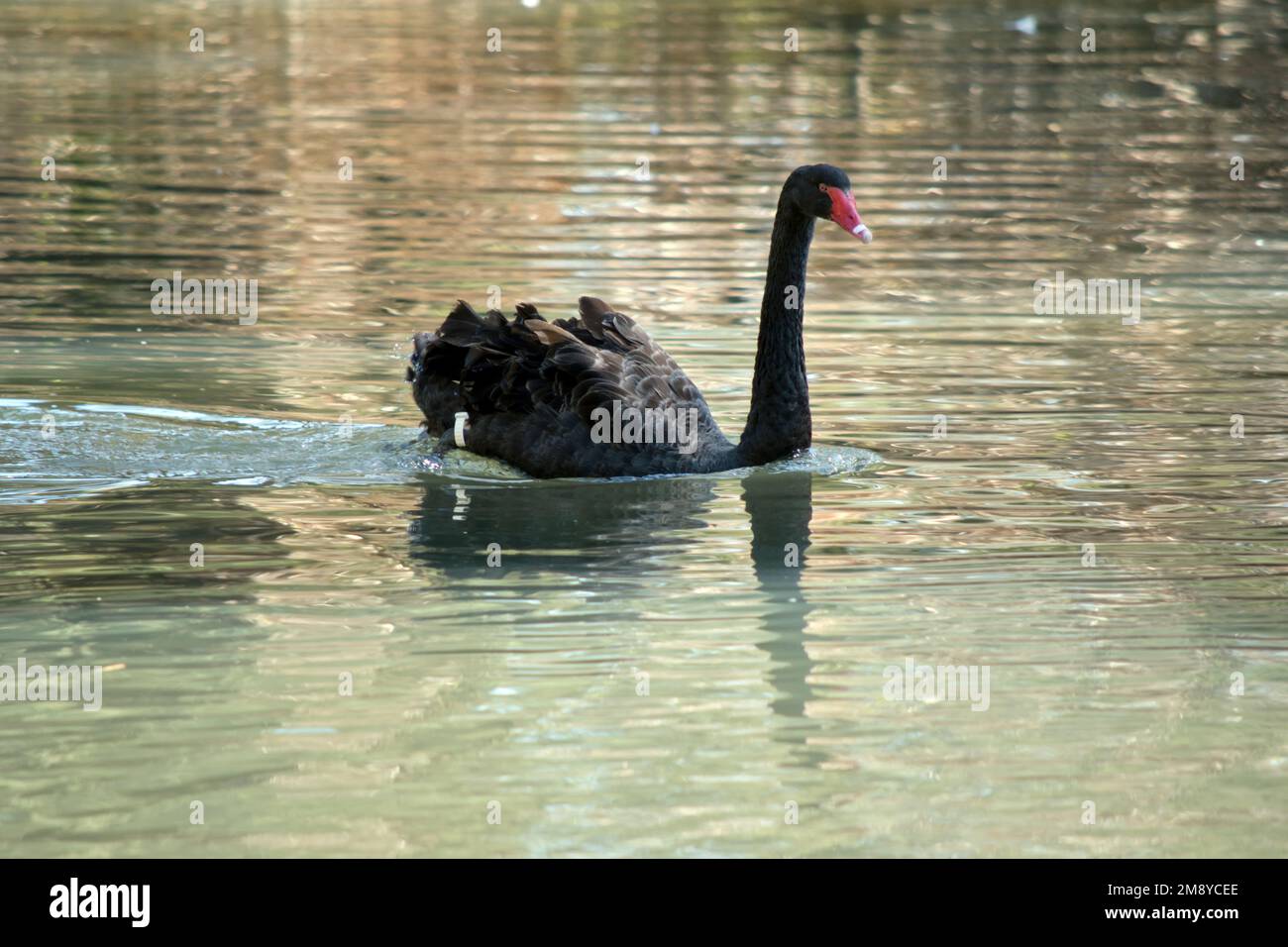 the black swan is a black bird with red beak and red eyes Stock Photo ...