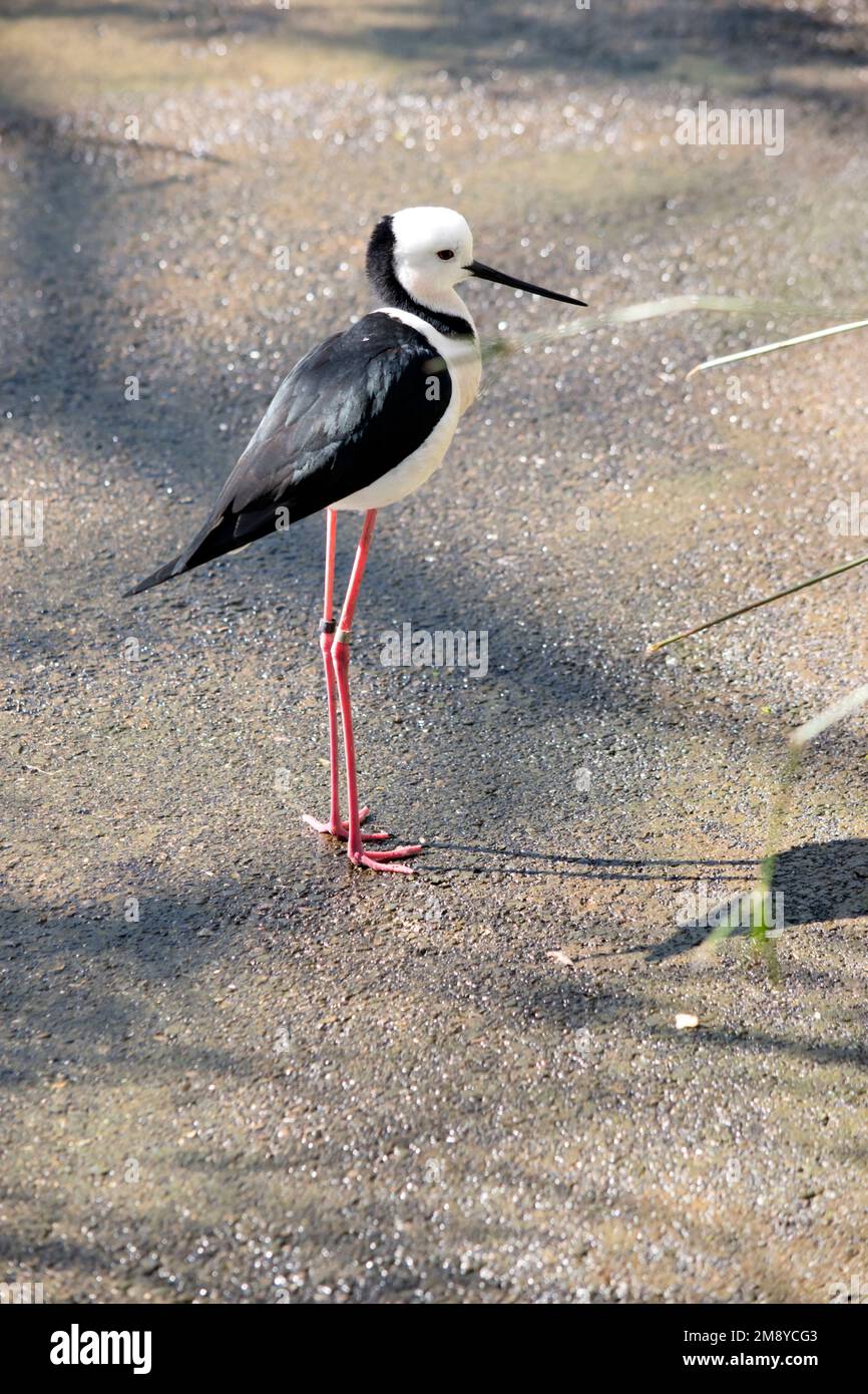 the black winged stilt has a white face black on the back of its long ...