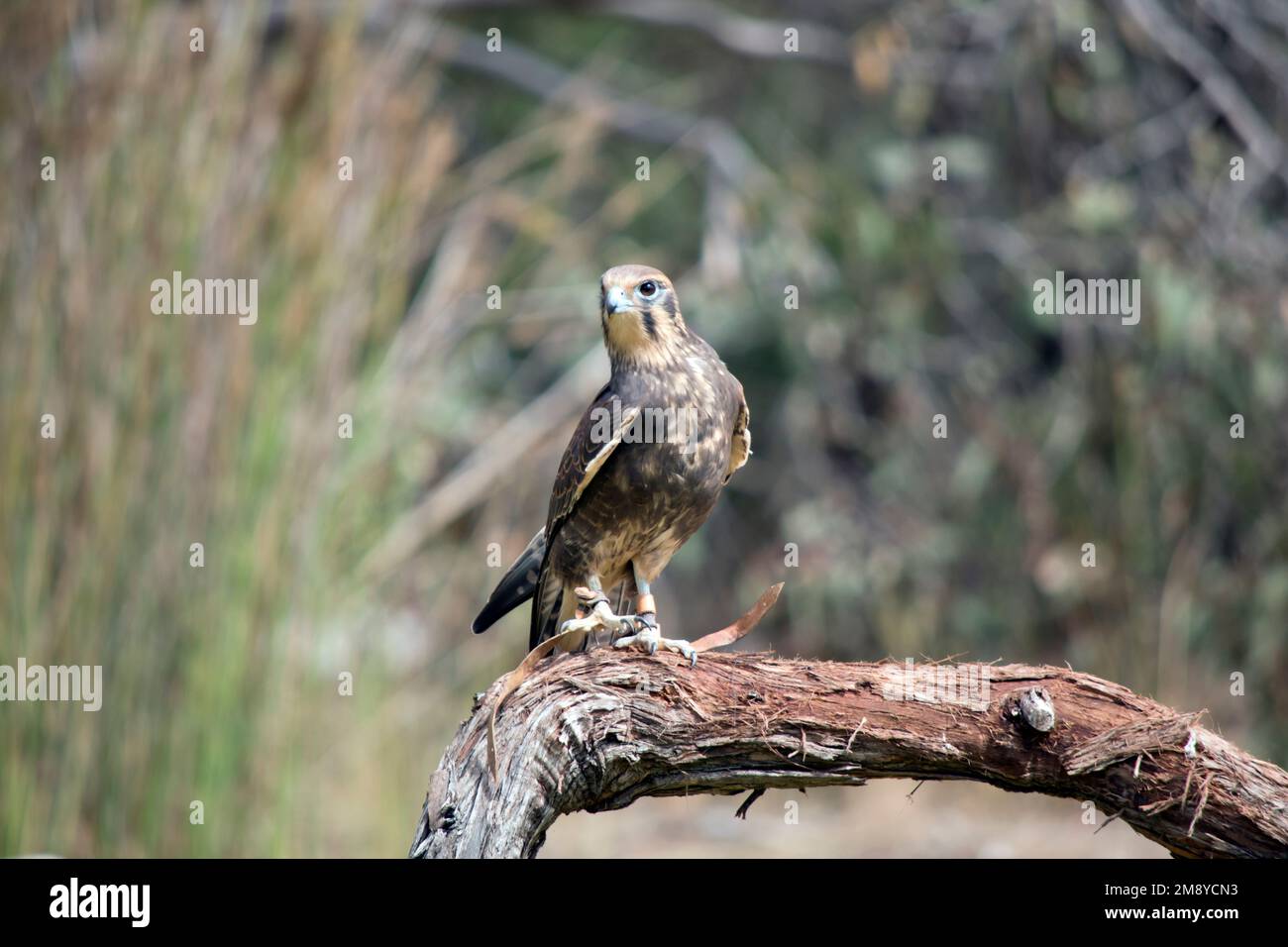the brown falcon has dark marks below and behind its eye, its body is ...