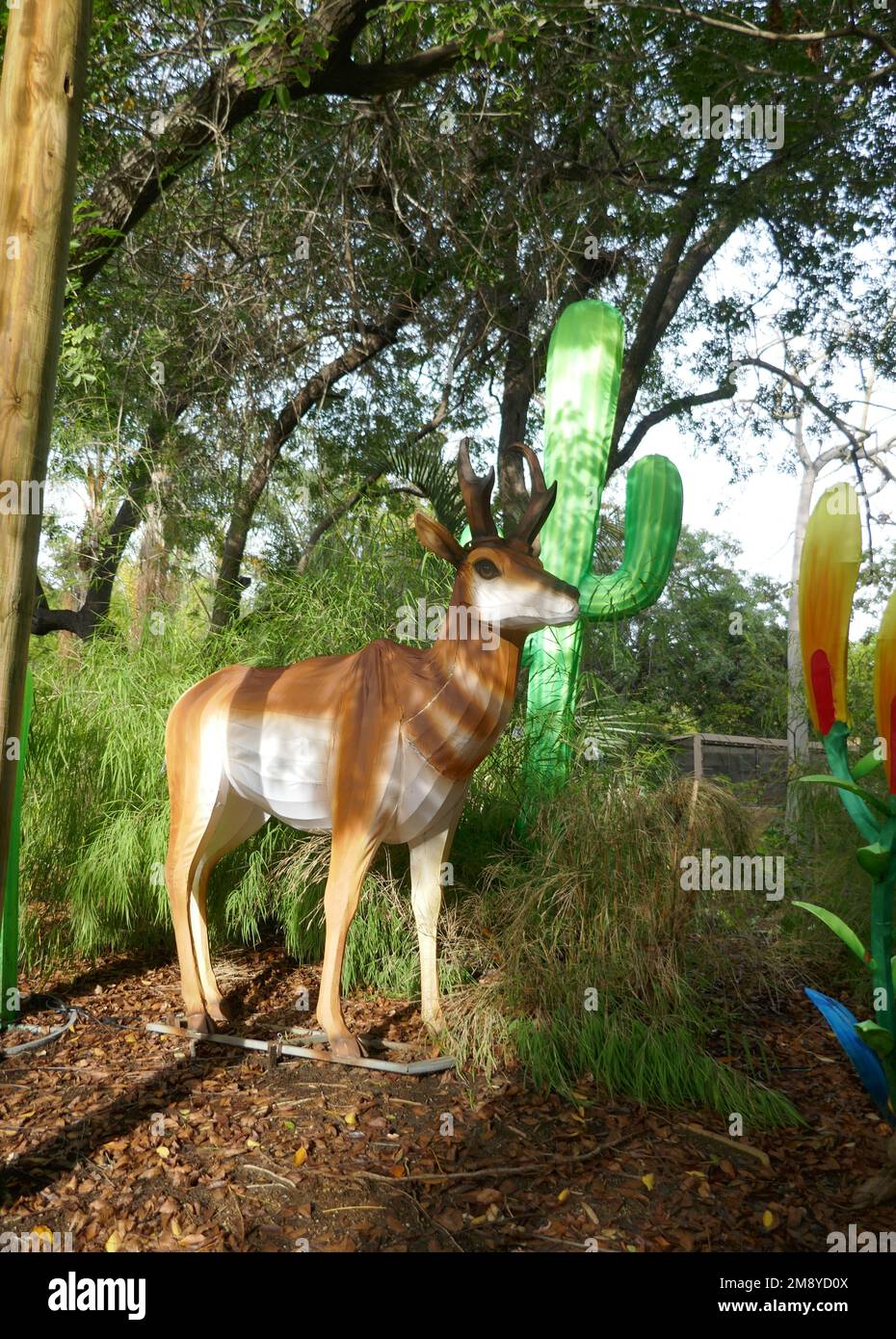 Los Angeles, California, USA 12th January 2023 Pronghorn at LA Zoo ...