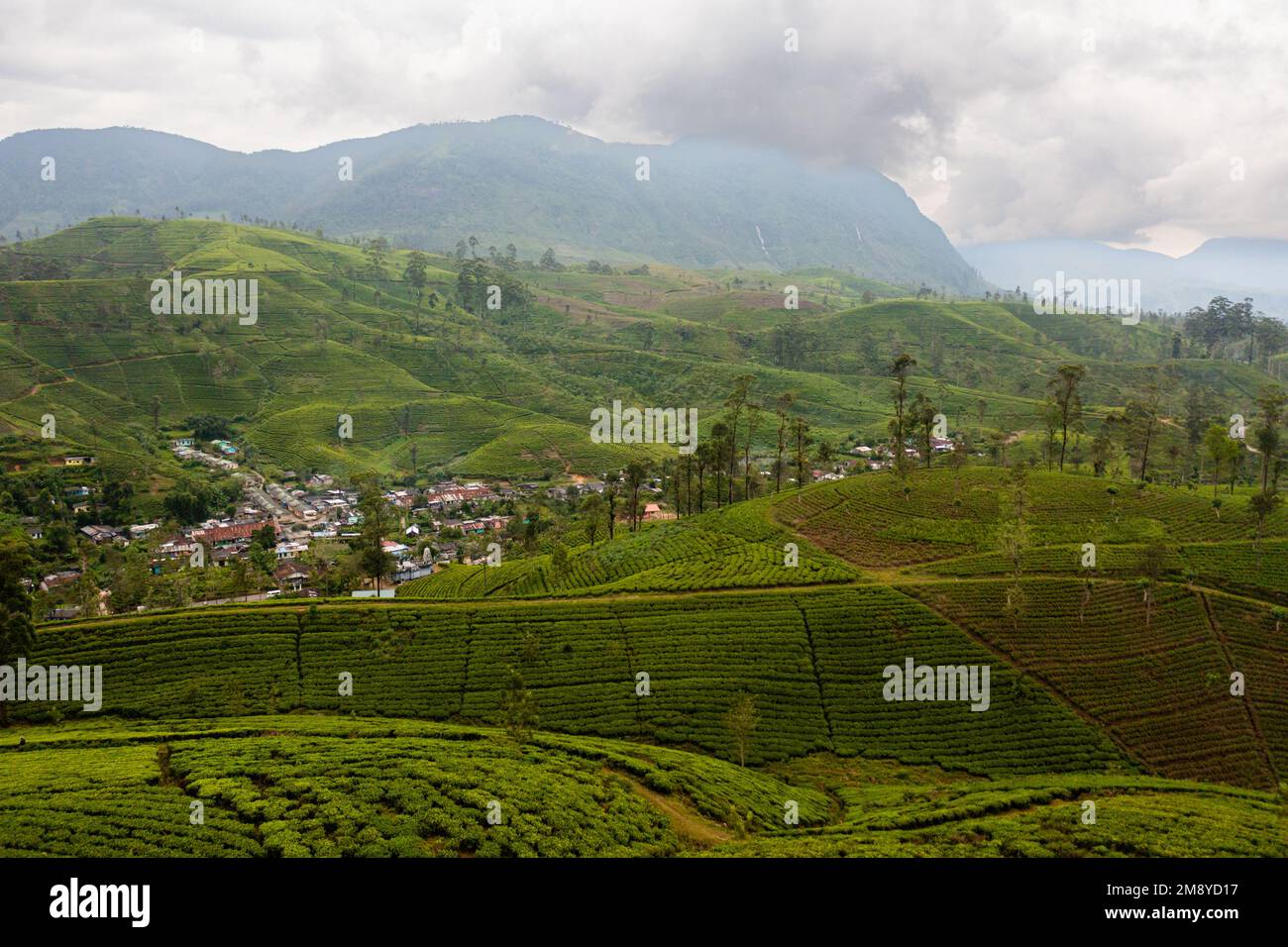 Tea plantations in Sri Lanka. Mountain landscape with tea estate Stock ...