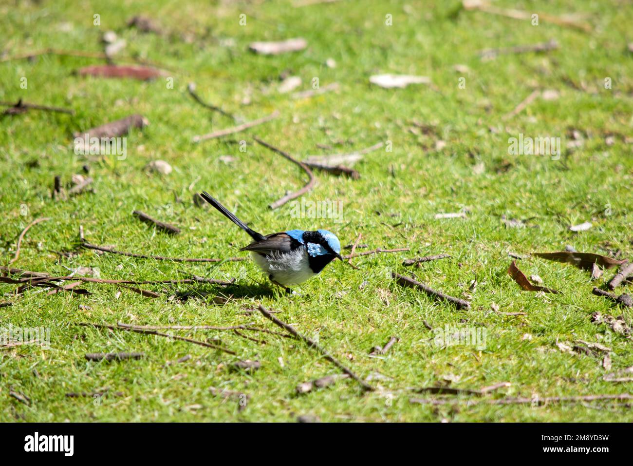 the fairy wren has a blue and black face white chest and black tail ...