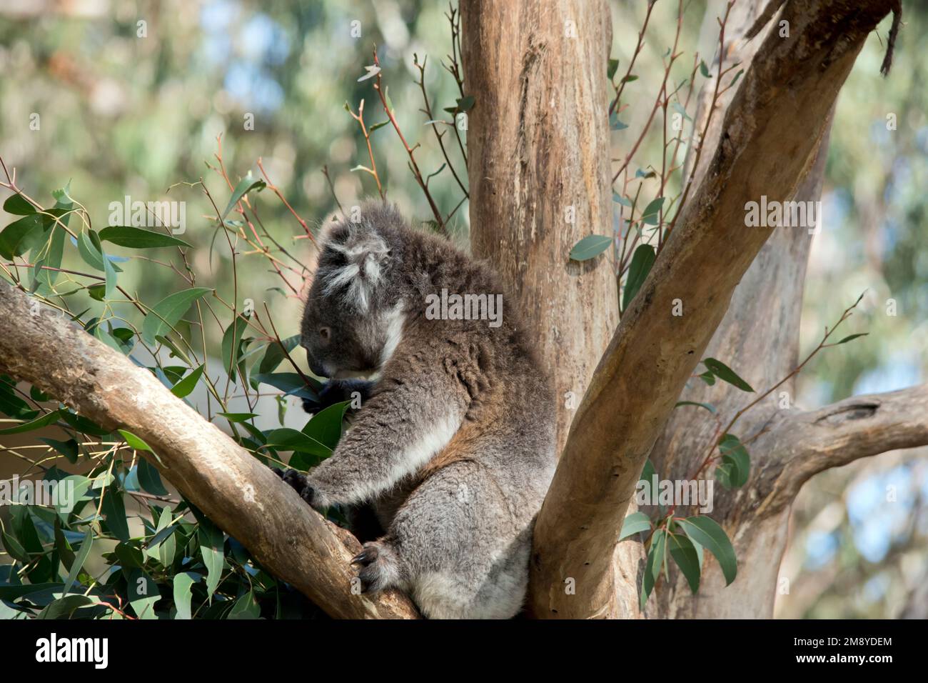 Side view furry big brown hi-res stock photography and images - Alamy
