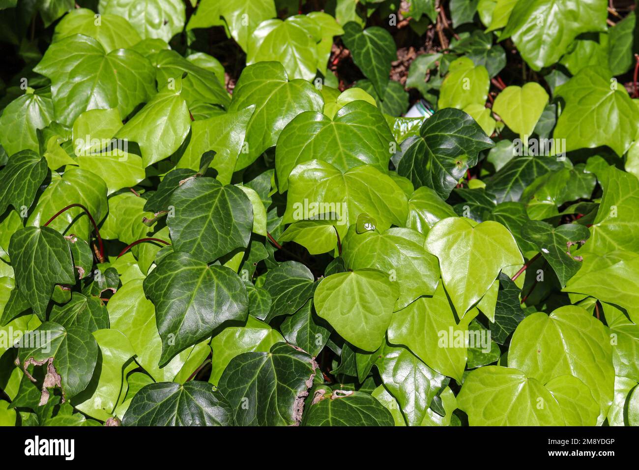 A closeup of beautiful fresh green leaves of Hedera canariensis in a ...