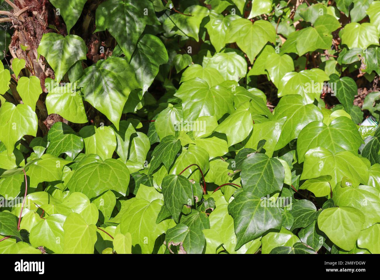 A closeup of beautiful fresh green leaves of Hedera canariensis in a ...