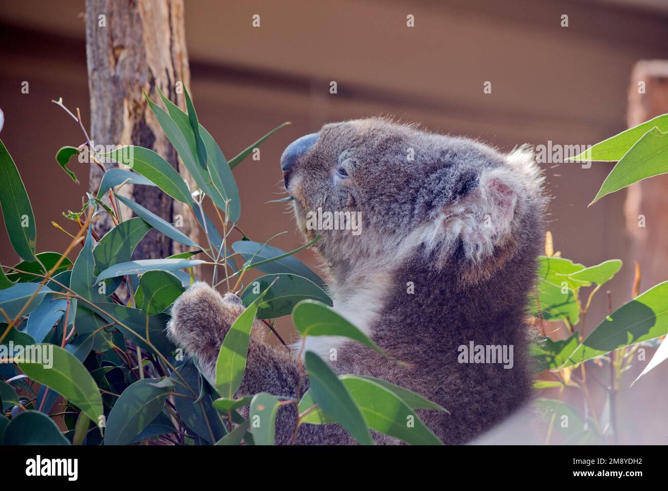 the koala has a large black nose, brown eyes, fluffy white ears with a ...