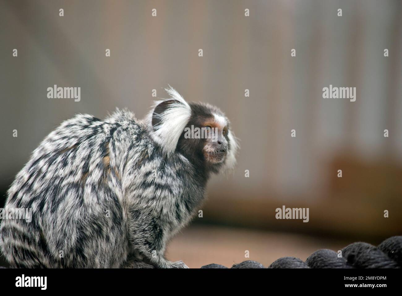 this is a side view of a common marmoset Stock Photo - Alamy