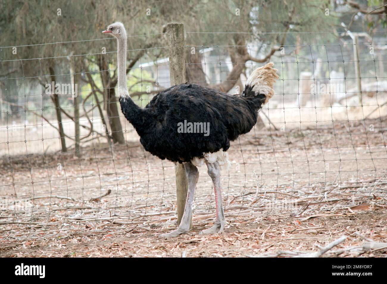 the ostrich is a large bird that does not fly it has a long grey neck ...