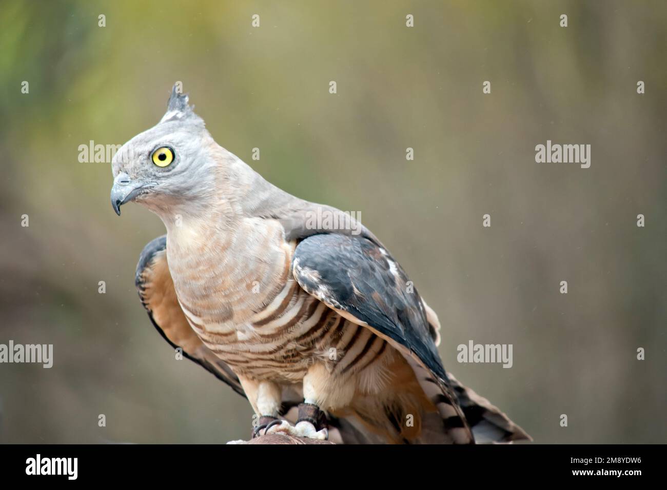 this is a close up of a Pacific Baza Stock Photo - Alamy