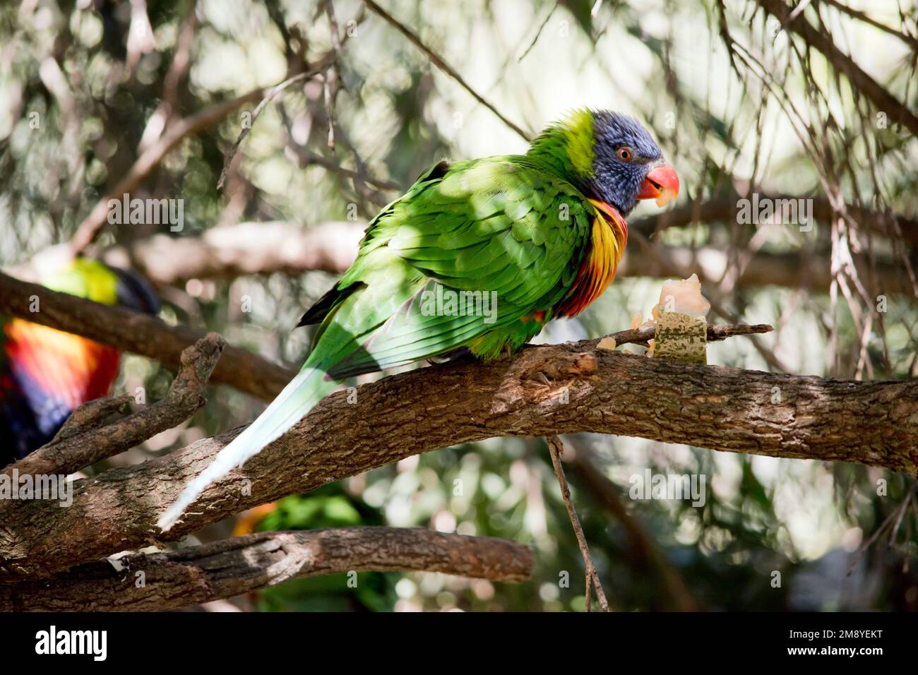 the rainbow lorikeet is a colorful bird with an orange beak and purple ...