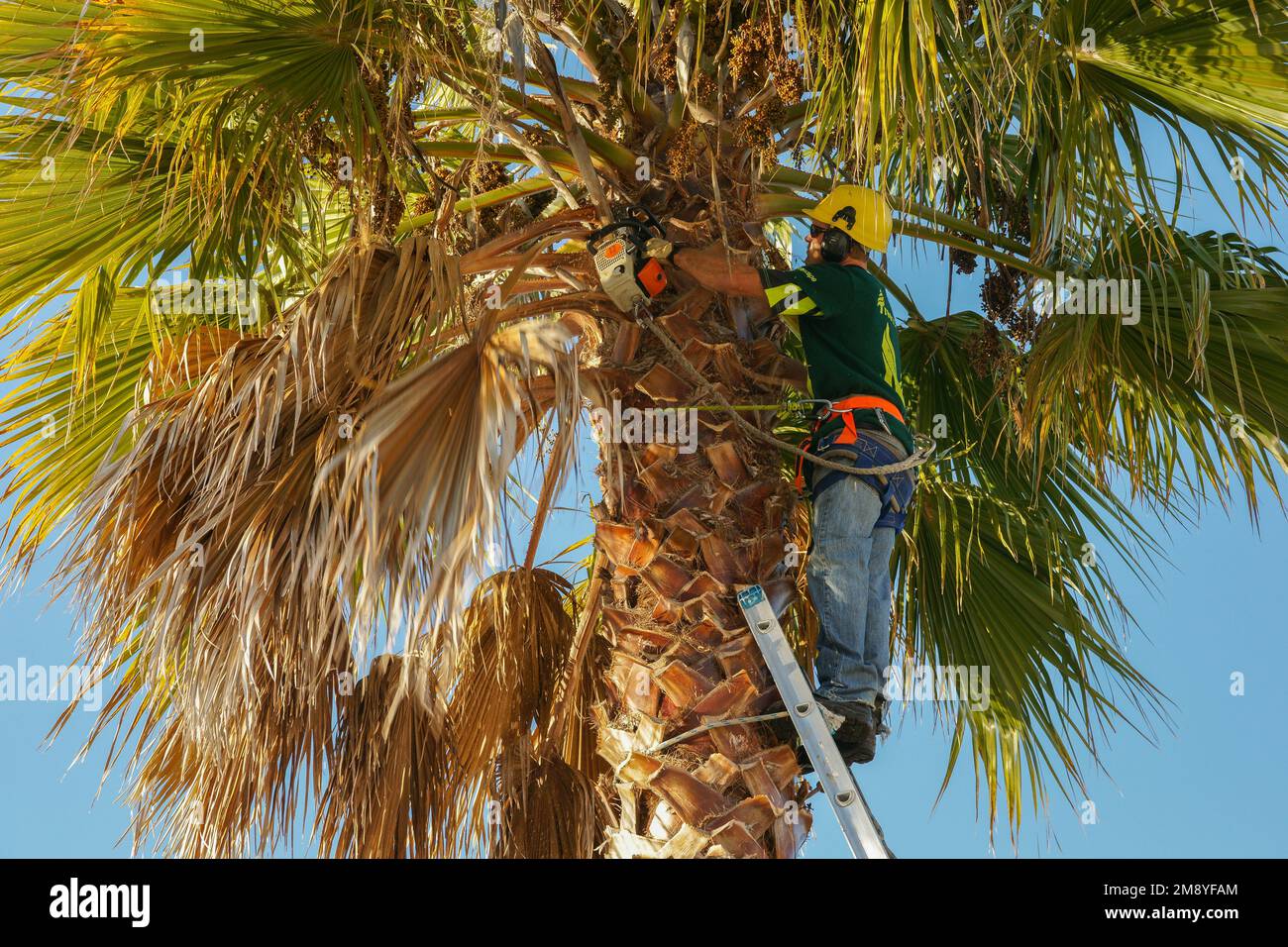 Tauranga New Zealand - June 17 2010; Ladder leaning against palm tree ...