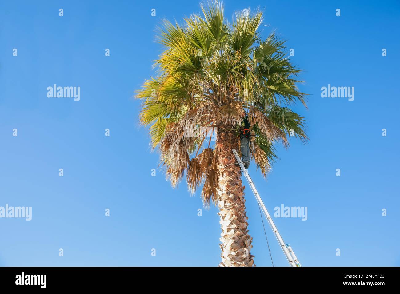 Ladder leaning against tree hi-res stock photography and images - Alamy
