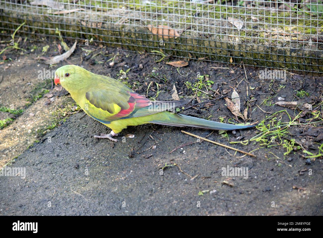 Side view green parrot orange hi-res stock photography and images - Alamy