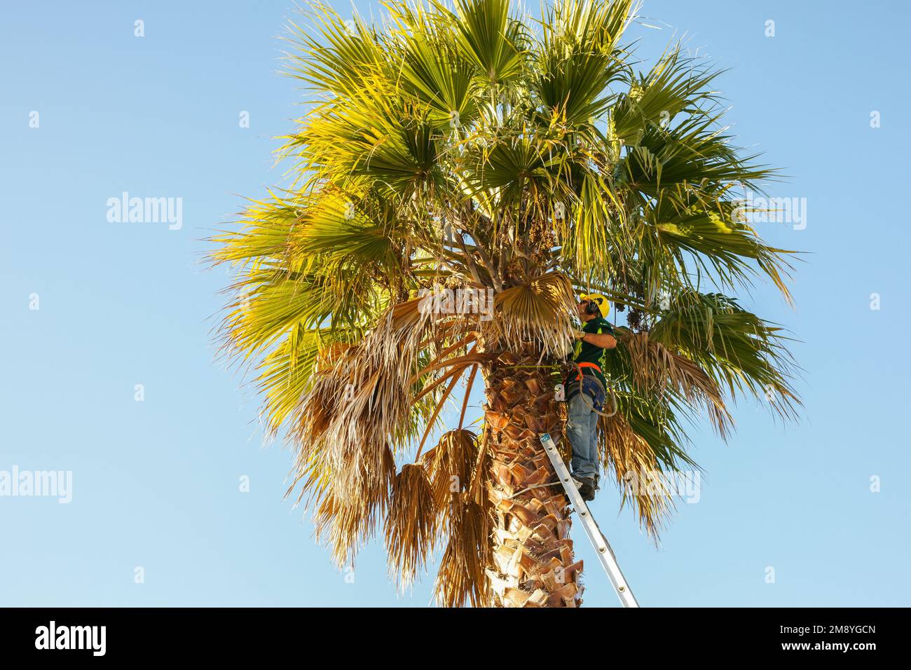 Tauranga New Zealand - June 17 2010; Ladder leaning against palm tree ...