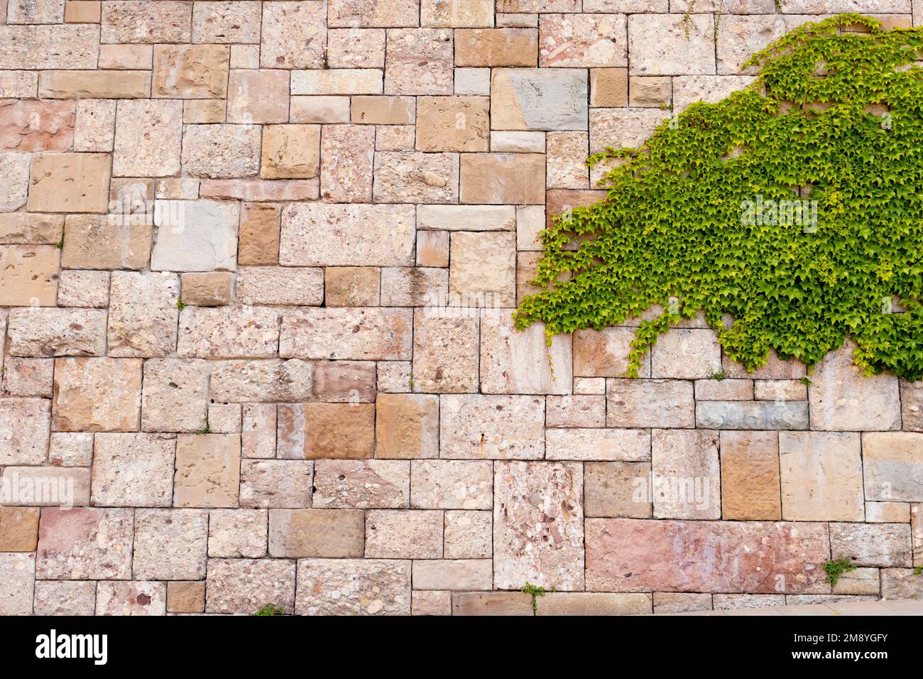 A wall of stone blocks with an overgrowth of green leafy vines Stock ...