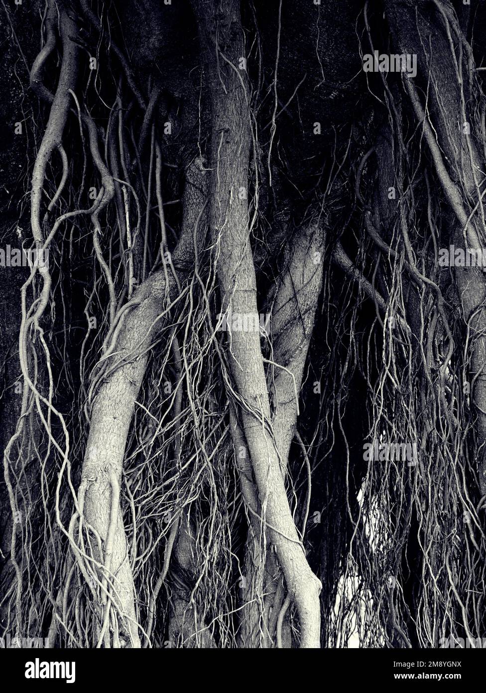 A vertical grayscale shot of tree roots Stock Photo - Alamy