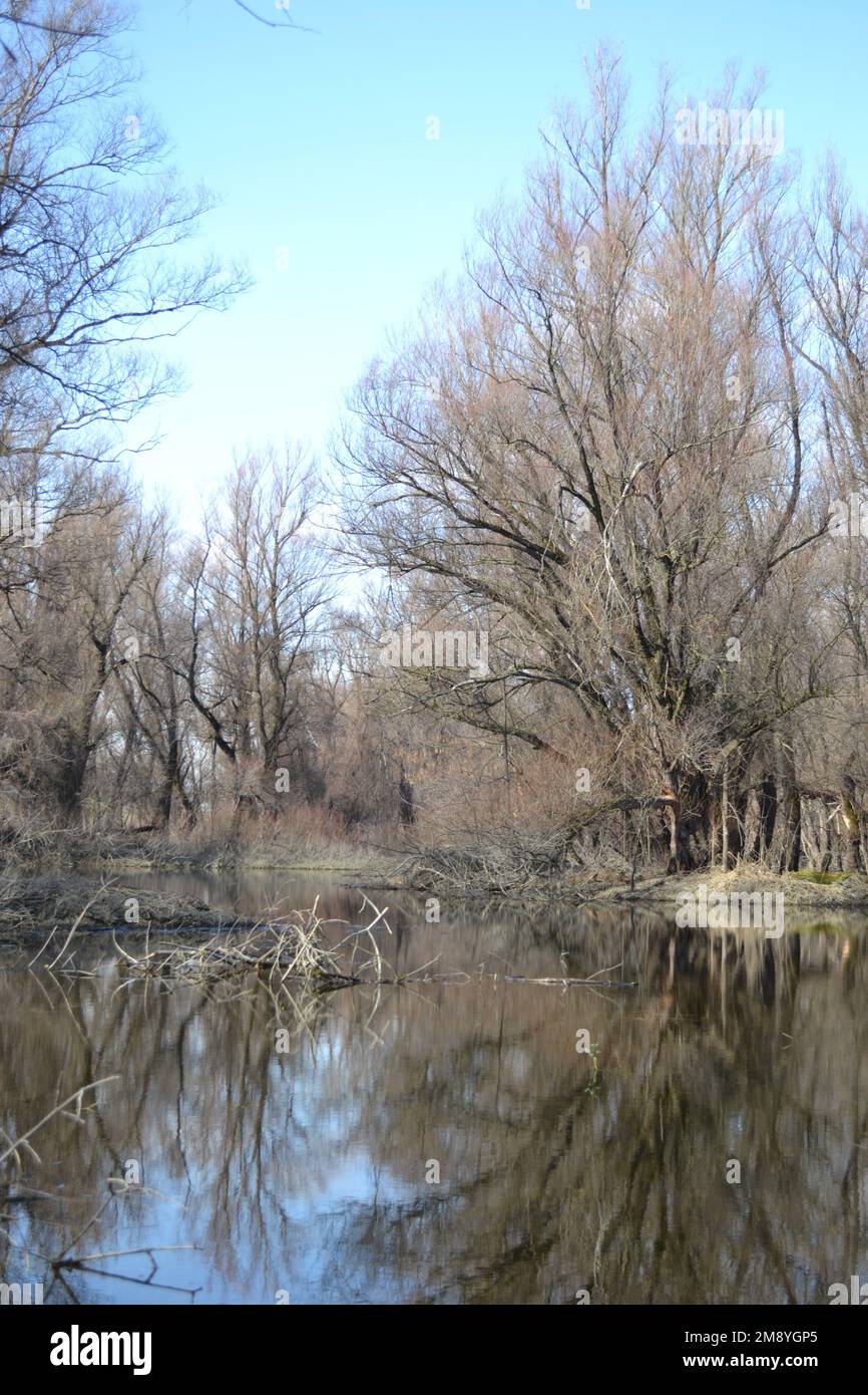 A vertical landscape of a weathered forest with a swamp Stock Photo - Alamy