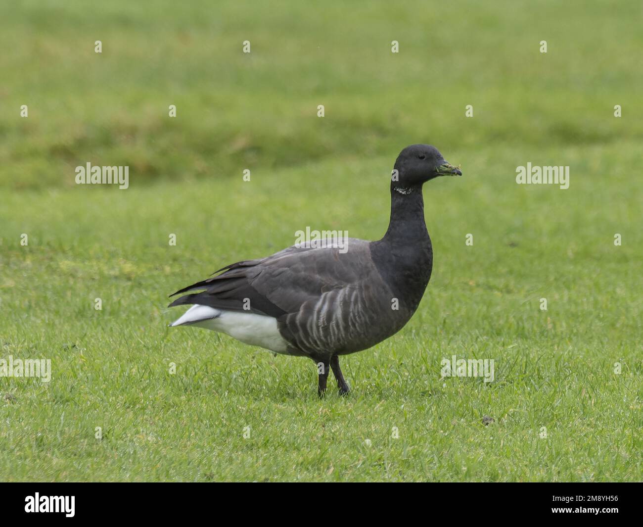 A single brent goose, Branta bernicla, standing in a field Stock Photo ...