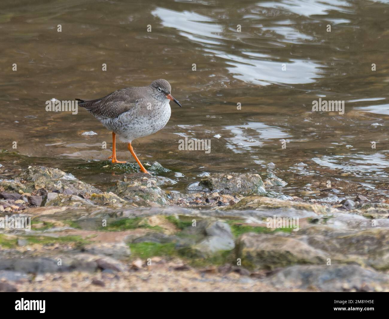 Redshank winter plumage hi-res stock photography and images - Alamy