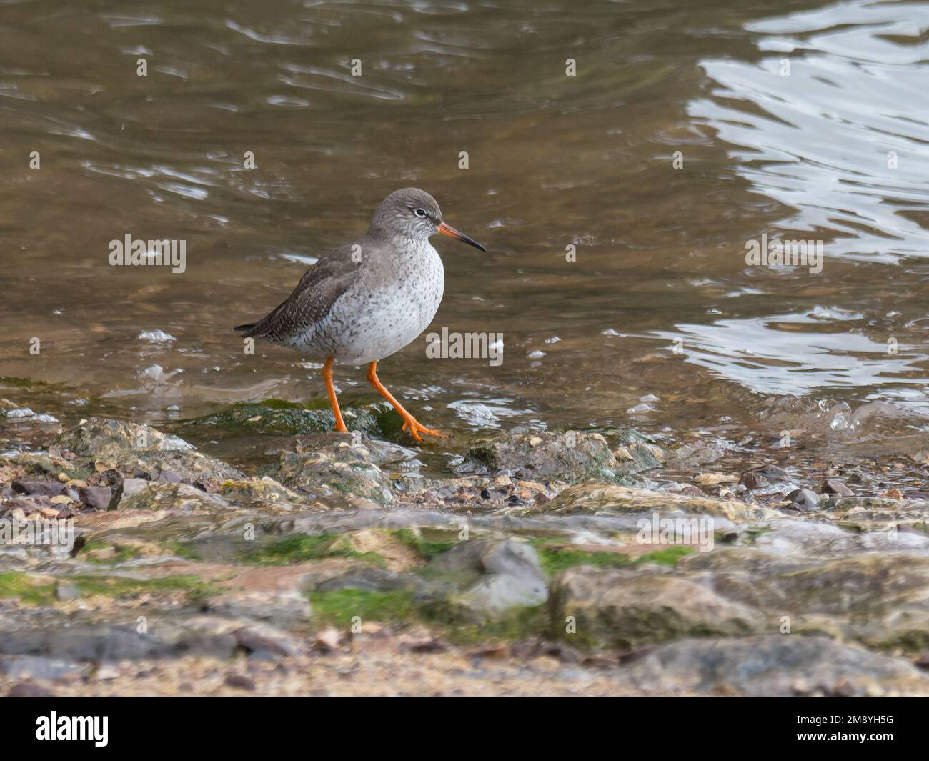 A Common Redshank, Tringa totanus, in winter plumage, feeding at the ...