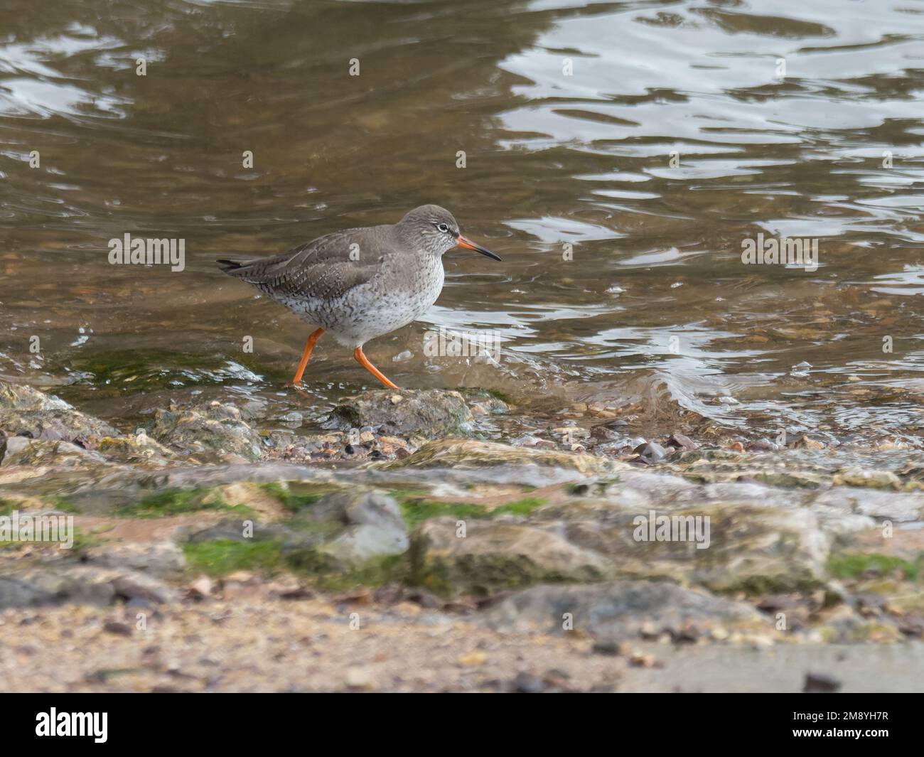 Single bird feeding at waters edge hi-res stock photography and images ...