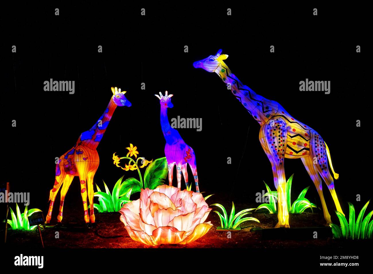 The Spring Festival lantern show of Golden Pebble Beach Botanical ...