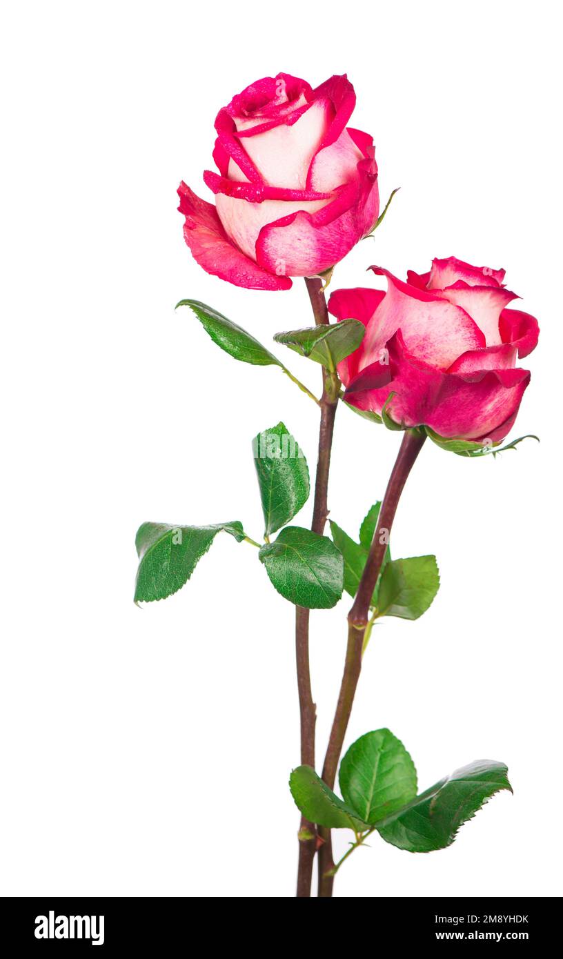 Rose flower with clipping path, side view. Beautiful roses on stem with ...