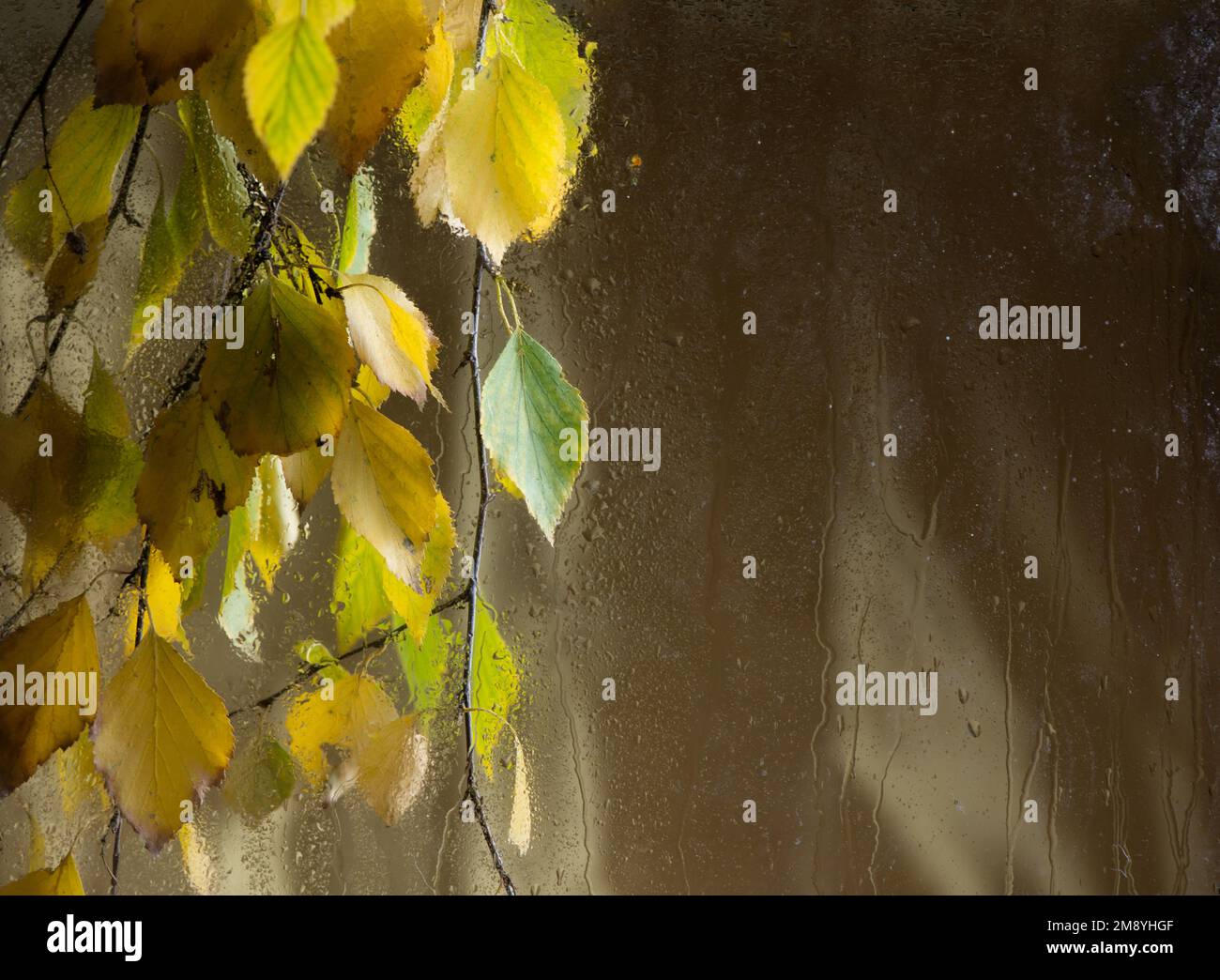 Autumn form. Yellowed birch branches through a wet rainy window Stock ...