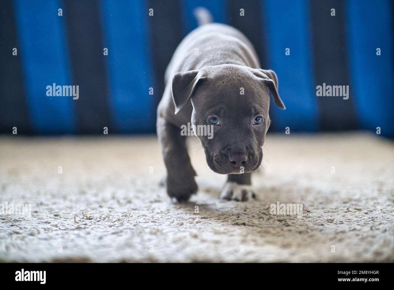 A beautiful American Staffordshire terrier puppy with blue eyes Stock ...