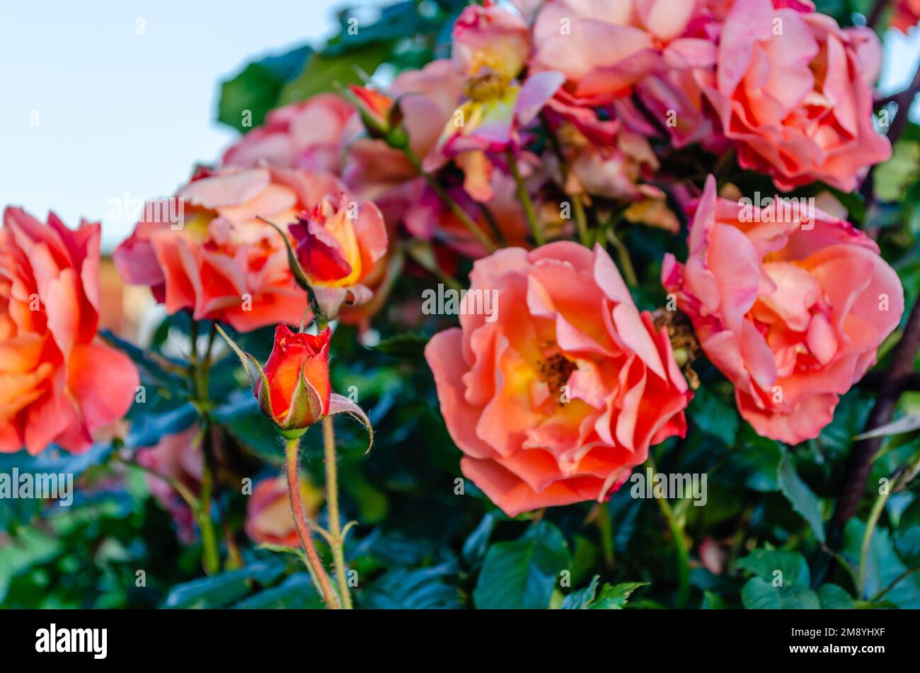 A bush of pink roses in a summer garden Stock Photo - Alamy