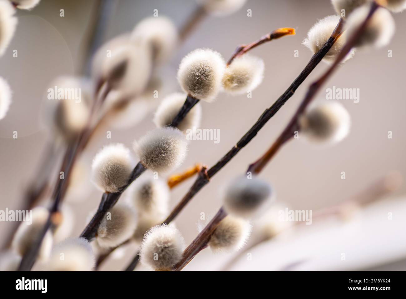 Willow shoots with on the branches. Selective focus Stock Photo - Alamy