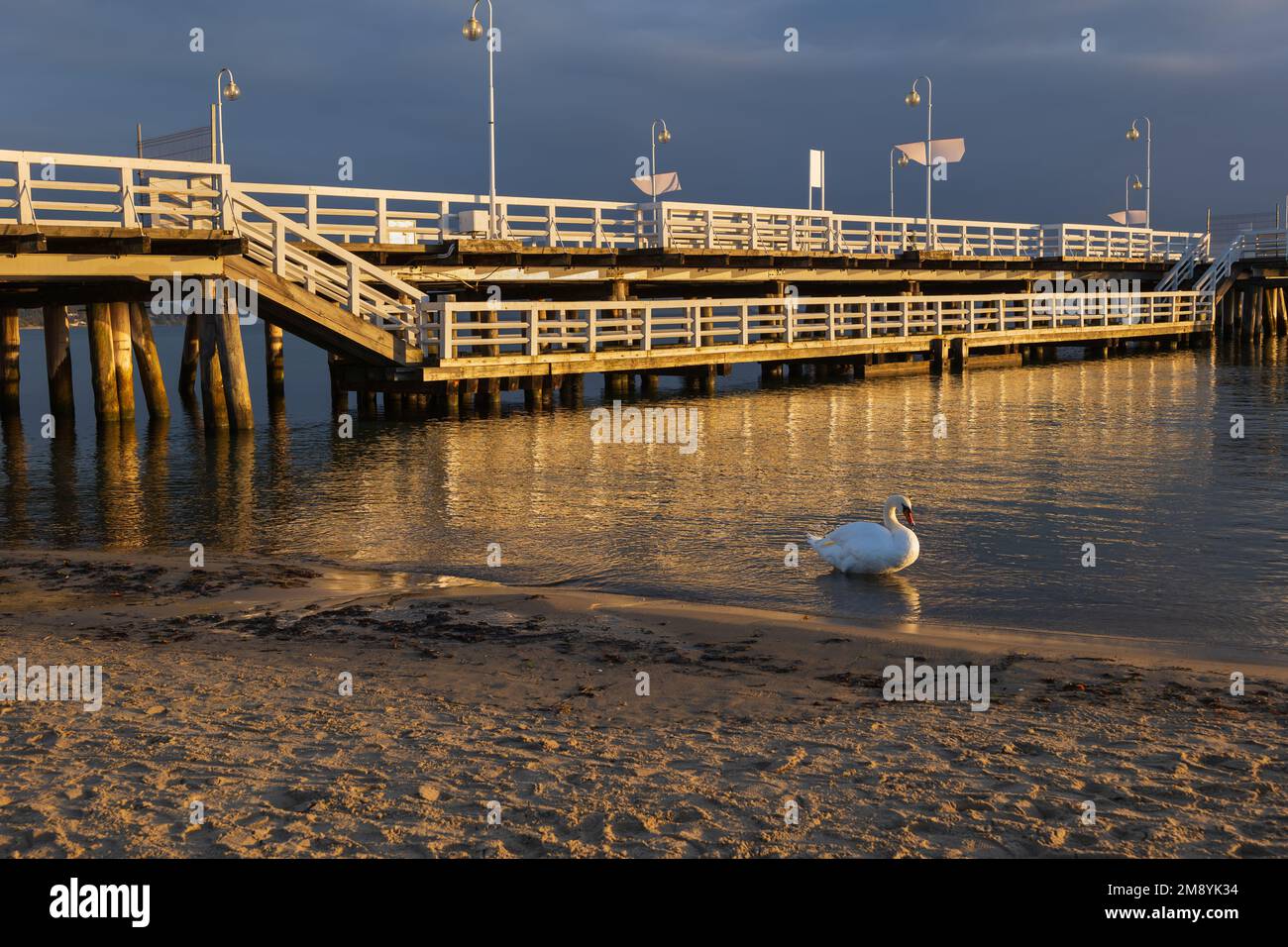 Sopot Pier at sunrise, lonely swan and beach at the Baltic Sea in ...