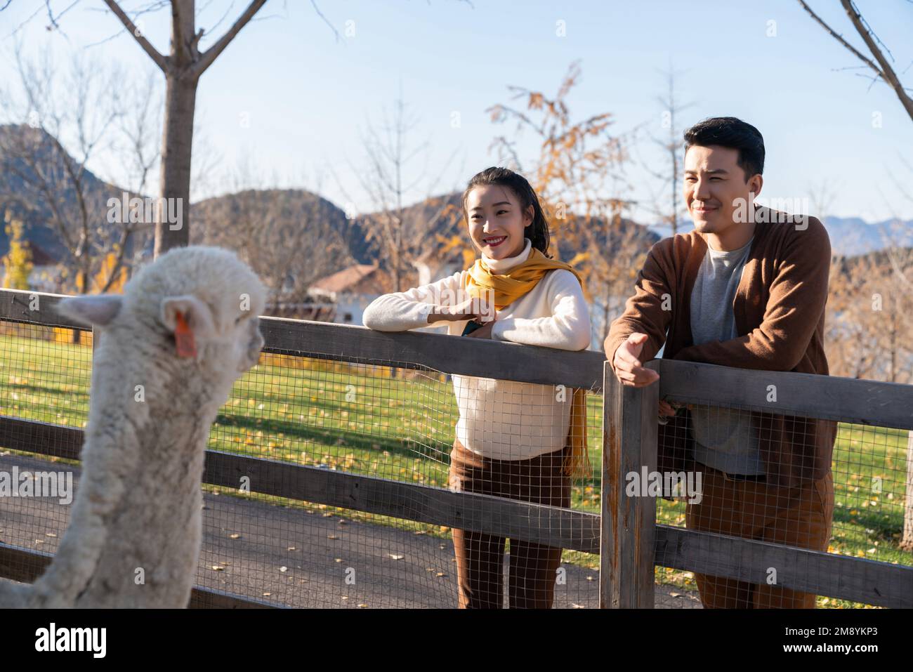 Happy young couple and alpaca Stock Photo - Alamy