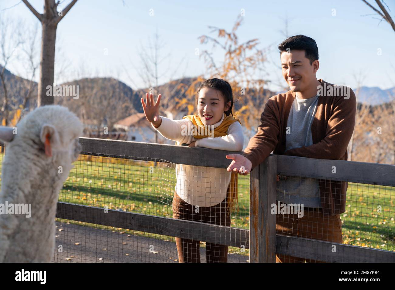 Alpaca grin hi-res stock photography and images - Alamy