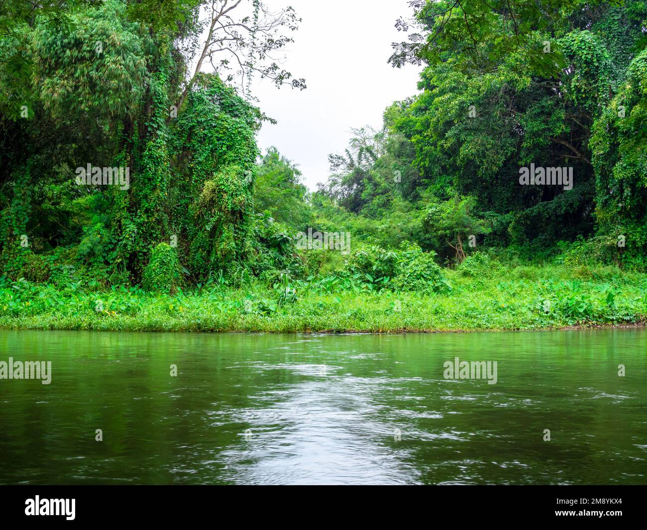 Green Beautiful Nature Background With Trees In Rainforest And Stream