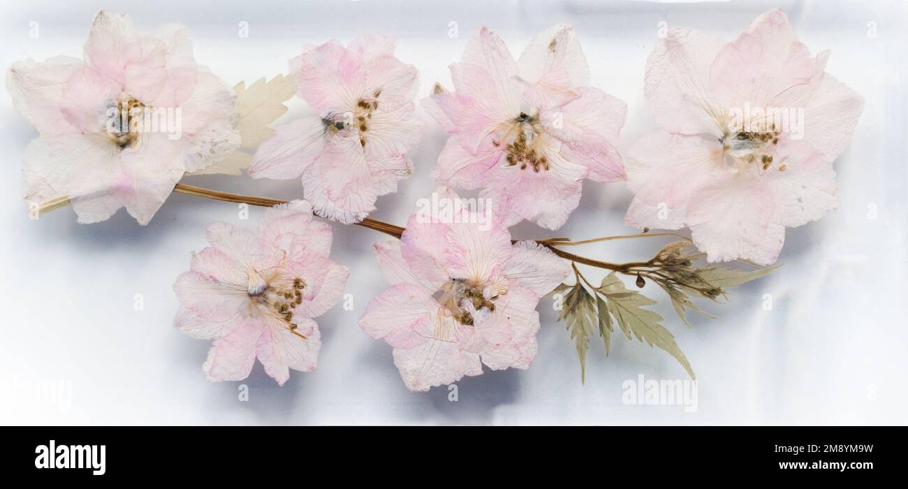 Dried pink flowers of Japanese cherry, close up photo, natural ...