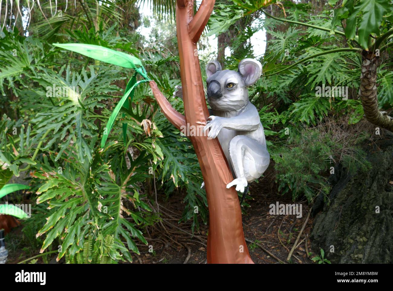 Los Angeles, California, USA 12th January 2023 Koala at LA Zoo on ...