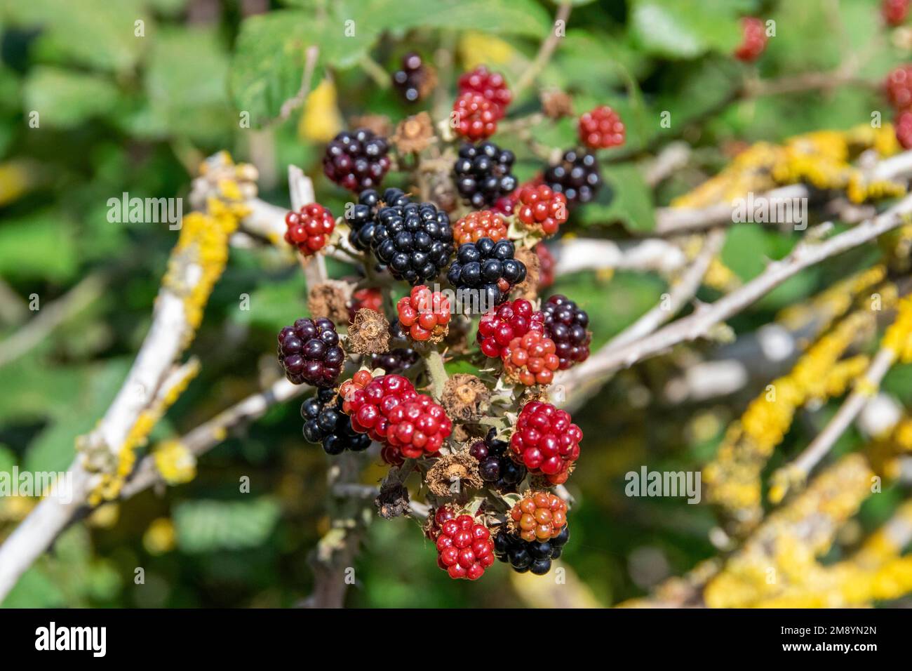 Wild fruits, blackcurrants, growing wild on a hedge in UK Stock Photo ...