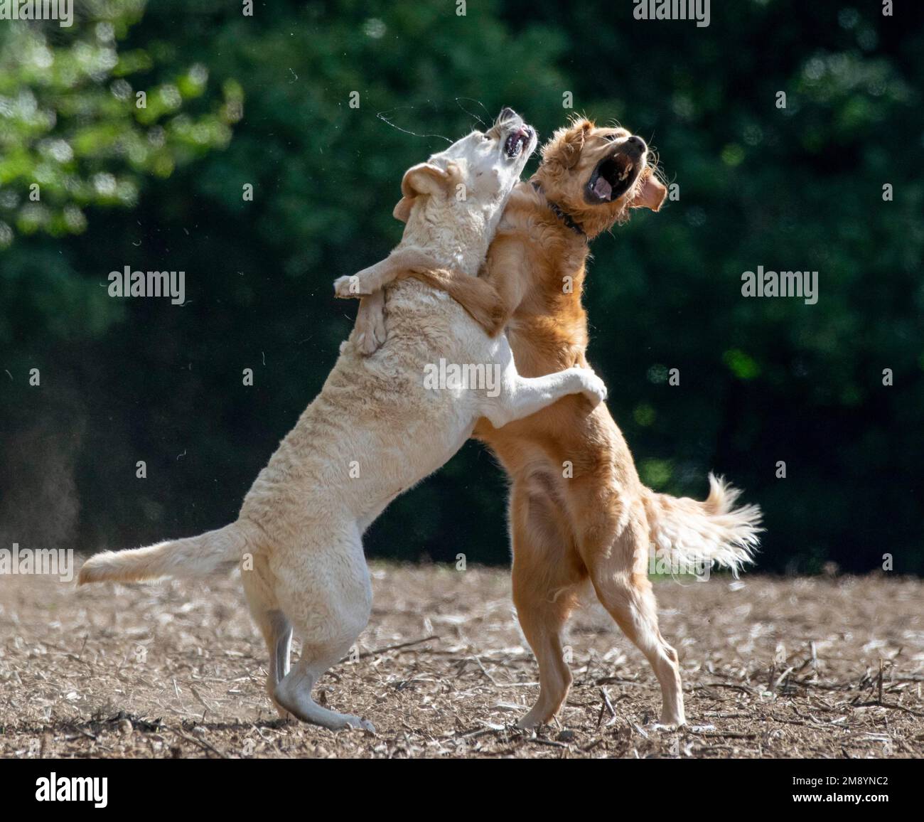 Two dogs having a friendly fight Stock Photo - Alamy