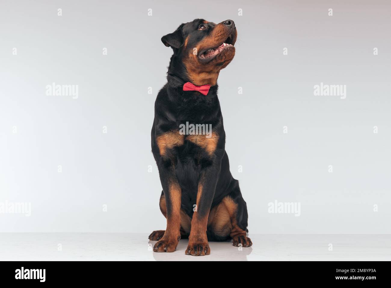 Full body picture of sweet Rottweiler dog panting and looking up ...