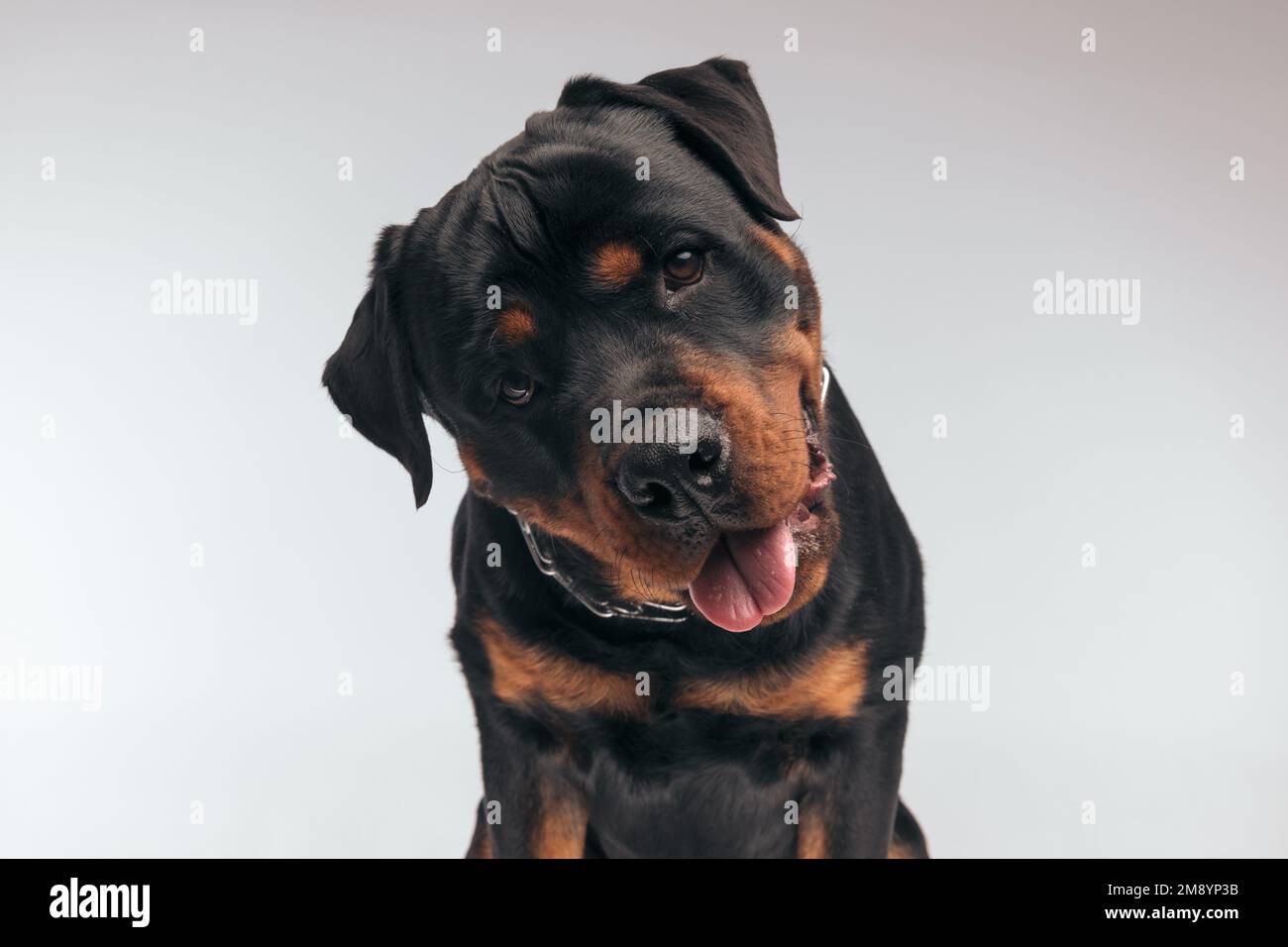 Portrait of cute Rottweiler dog sticking out tongue and tilting head ...
