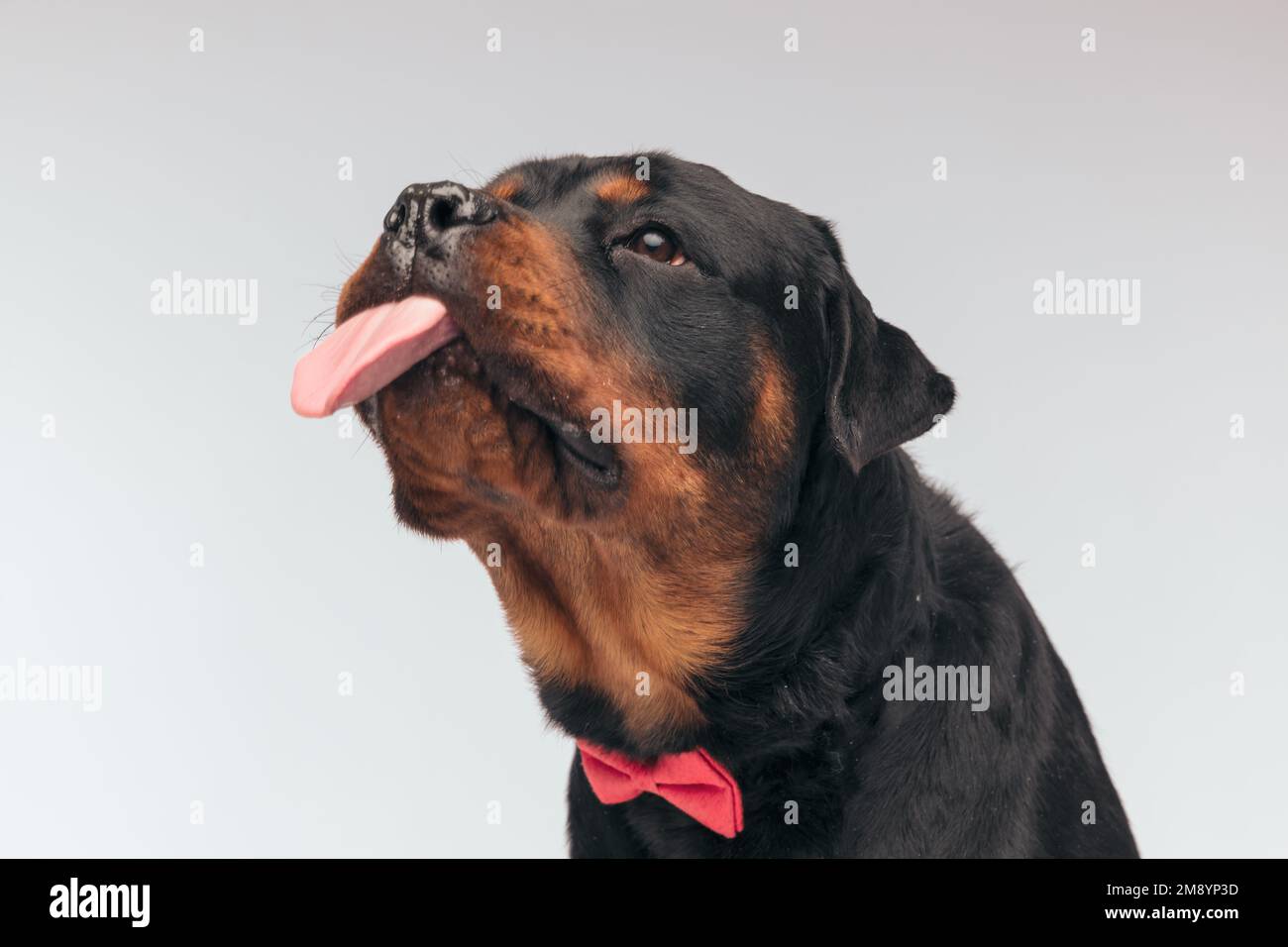 Portrait of adorable Rottweiler dog sticking out tongue and mocking ...