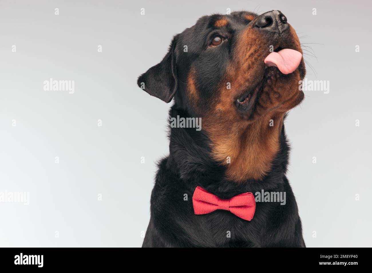 Portrait of beautiful Rottweiler dog sticking his tongue out at the sky ...