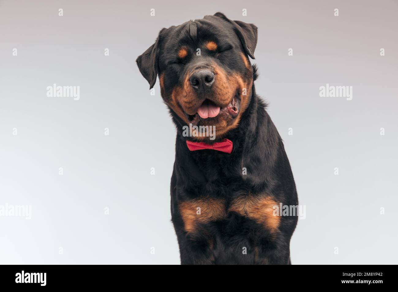 Portrait of sweet Rottweiler dog sticking out tongue and making fun ...